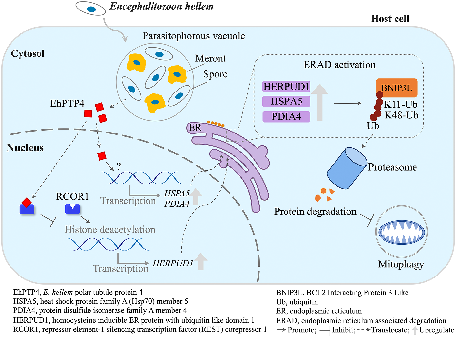 Unveiling the conserved mechanism of microsporidian vertical ...